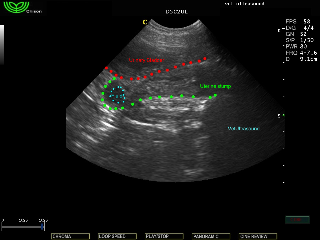 stump pyometra – Vetultrasound