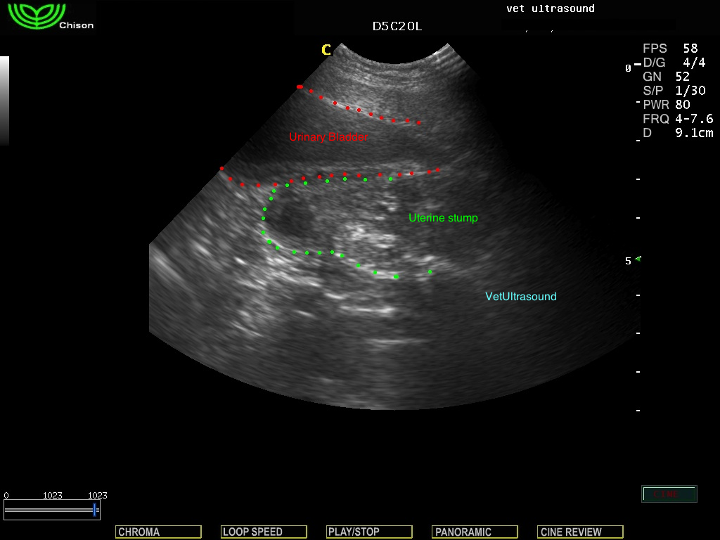 Canine Stump Pyometra/ ΠΥΟΜΗΤΡΑ ΚΟΛΟΒΩΜΑΤΟΣ – Vetultrasound
